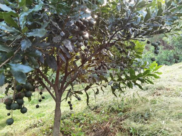 夏威夷果树长什么样_如何识别真假夏威夷果树-第3张图片-山城妙识