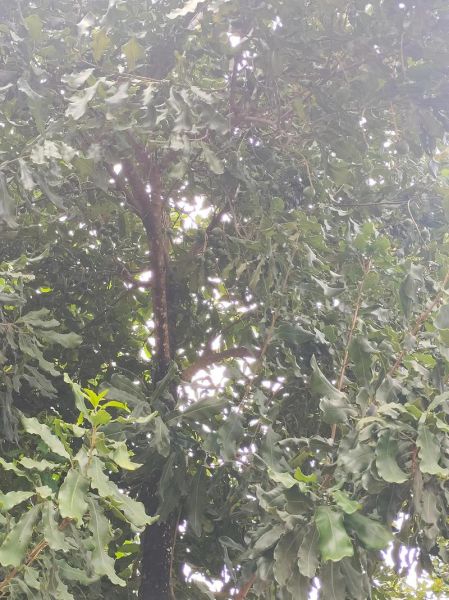 夏威夷果树长什么样_如何识别真假夏威夷果树-第2张图片-山城妙识