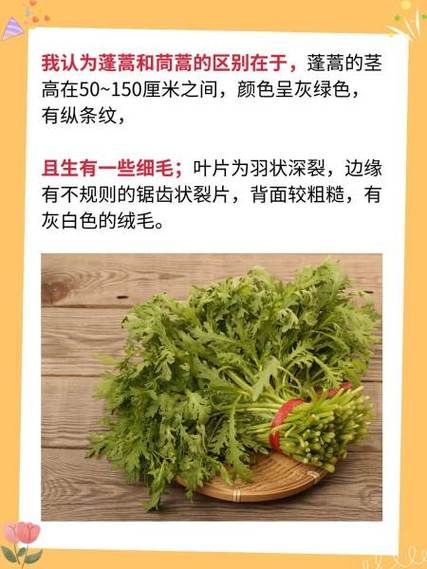 芦蒿和茼蒿一样吗_区别与营养价值对比-第1张图片-山城妙识 芦蒿和茼蒿一样吗_区别与营养价值对比-第1张图片-山城妙识
