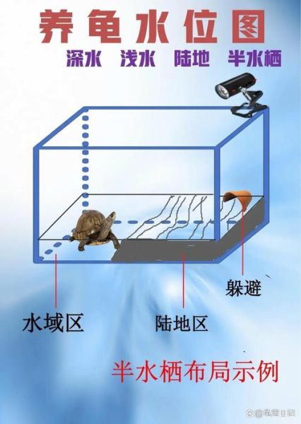 家里养龟十大禁忌_新手最容易犯的错-第1张图片-山城妙识 家里养龟十大禁忌_新手最容易犯的错-第1张图片-山城妙识