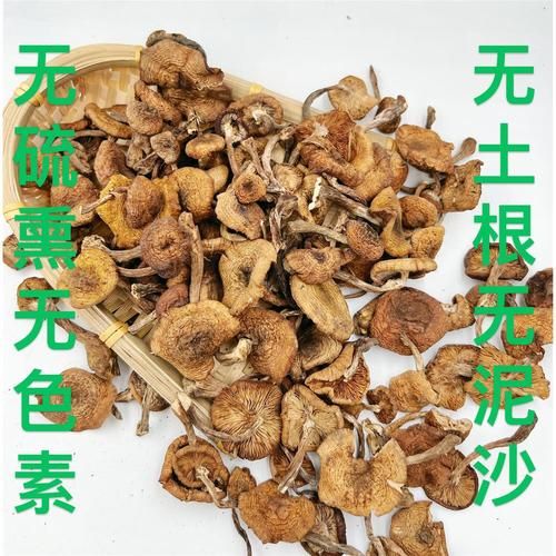 野生榛蘑多少钱一斤_野生榛蘑价格受哪些因素影响-第3张图片-山城妙识