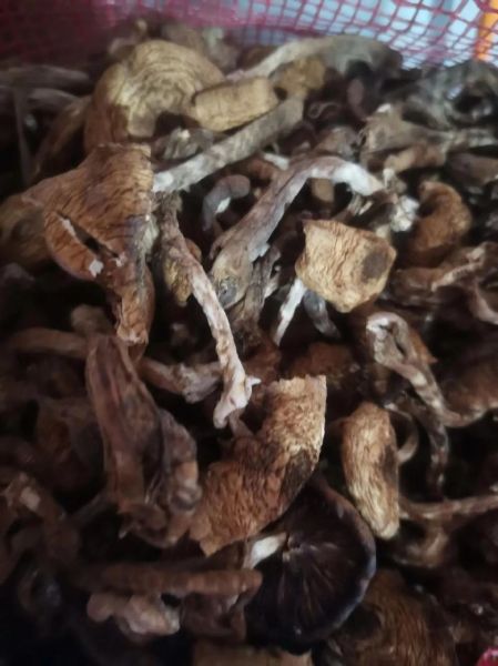 野生榛蘑多少钱一斤_野生榛蘑价格受哪些因素影响-第1张图片-山城妙识