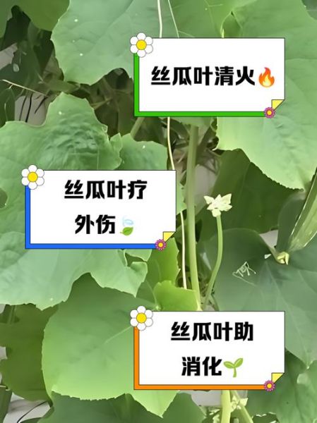 丝瓜叶的功效与作用_丝瓜叶的禁忌有哪些-第1张图片-山城妙识 丝瓜叶的功效与作用_丝瓜叶的禁忌有哪些-第1张图片-山城妙识