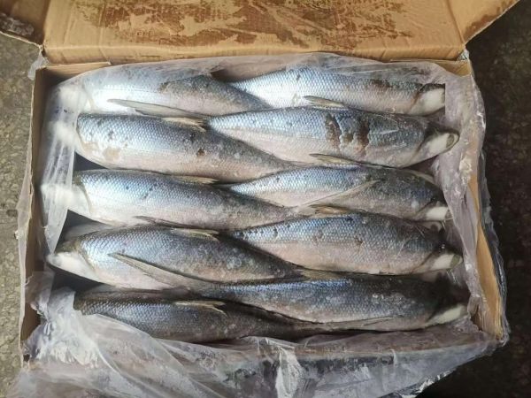 虱目鱼能吃吗_虱目鱼营养价值-第1张图片-山城妙识 虱目鱼能吃吗_虱目鱼营养价值-第1张图片-山城妙识