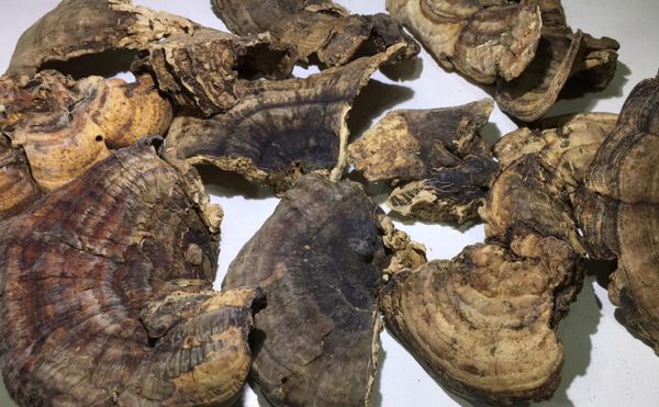 最厉害的抗癌中药有哪些_抗癌中药真的有用吗-第3张图片-山城妙识