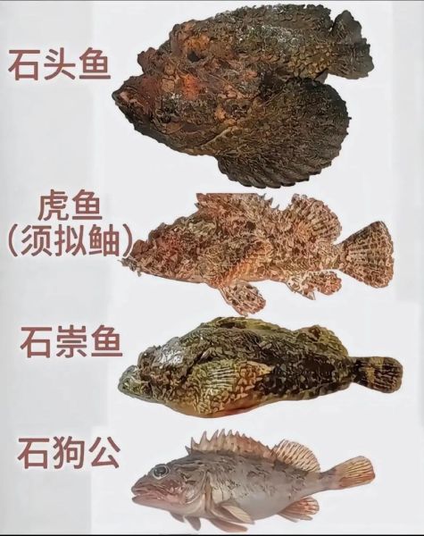 海鱼的种类有哪些_深海与近岸常见品种大全-第3张图片-山城妙识 海鱼的种类有哪些_深海与近岸常见品种大全-第3张图片-山城妙识