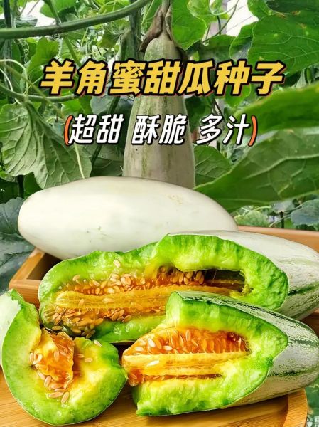 羊角蜜甜瓜的功效与作用_孕妇能吃吗-第1张图片-山城妙识