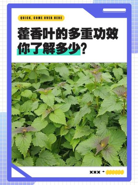 新鲜藿香叶怎么吃_藿香叶做法大全-第3张图片-山城妙识