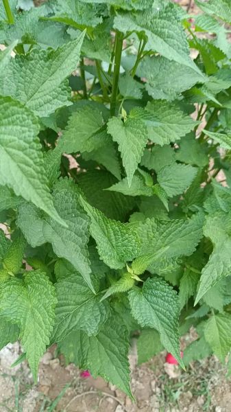 新鲜藿香叶怎么吃_藿香叶做法大全-第2张图片-山城妙识