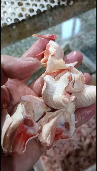 鸡脚筋是哪个部位_鸡脚筋图片位置在哪-第1张图片-山城妙识 鸡脚筋是哪个部位_鸡脚筋图片位置在哪-第1张图片-山城妙识