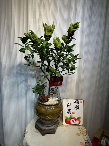 佛手花盆景怎么养_佛手花盆景图片大全-第1张图片-山城妙识 佛手花盆景怎么养_佛手花盆景图片大全-第1张图片-山城妙识