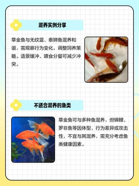 小草鱼怎么养_小草鱼养殖注意事项-第1张图片-山城妙识 小草鱼怎么养_小草鱼养殖注意事项-第1张图片-山城妙识