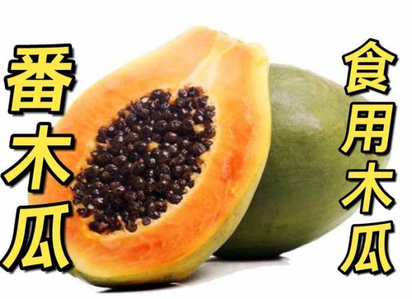 水果木瓜和木瓜的区别_木瓜和番木瓜一样吗-第3张图片-山城妙识 水果木瓜和木瓜的区别_木瓜和番木瓜一样吗-第3张图片-山城妙识
