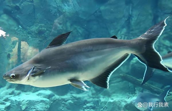 巴沙鱼是深海鱼吗_巴沙鱼产地在哪里-第1张图片-山城妙识 巴沙鱼是深海鱼吗_巴沙鱼产地在哪里-第1张图片-山城妙识