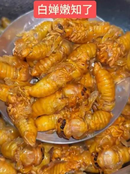 油炸冻知了猴怎么做_冷冻知了猴怎么炸才酥脆-第2张图片-山城妙识 油炸冻知了猴怎么做_冷冻知了猴怎么炸才酥脆-第2张图片-山城妙识
