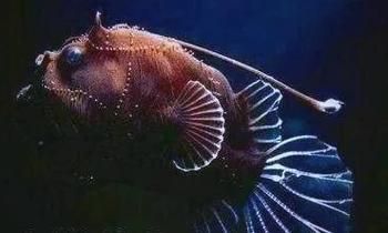 灯笼鱼长什么样子_灯笼鱼发光部位在哪-第3张图片-山城妙识 灯笼鱼长什么样子_灯笼鱼发光部位在哪-第3张图片-山城妙识