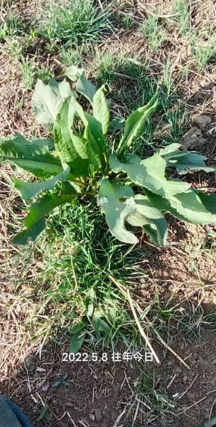 牛舌头草的功效与作用_牛舌头草能治什么病-第1张图片-山城妙识 牛舌头草的功效与作用_牛舌头草能治什么病-第1张图片-山城妙识