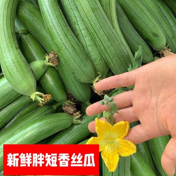 丝瓜秋葵可以一起吃吗_丝瓜秋葵的功效与作用-第3张图片-山城妙识 丝瓜秋葵可以一起吃吗_丝瓜秋葵的功效与作用-第3张图片-山城妙识