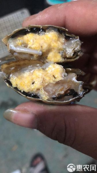 洪湖大闸蟹多少钱一斤_洪湖大闸蟹价格行情-第3张图片-山城妙识 洪湖大闸蟹多少钱一斤_洪湖大闸蟹价格行情-第3张图片-山城妙识
