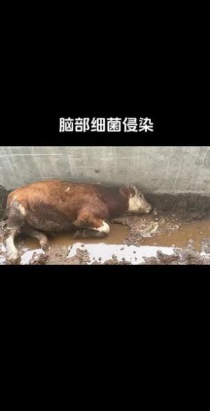 牛脑炎症状有哪些_牛脑炎怎么治疗-第2张图片-山城妙识 牛脑炎症状有哪些_牛脑炎怎么治疗-第2张图片-山城妙识