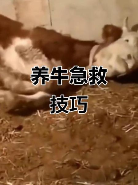 牛脑炎症状有哪些_牛脑炎怎么治疗-第1张图片-山城妙识 牛脑炎症状有哪些_牛脑炎怎么治疗-第1张图片-山城妙识