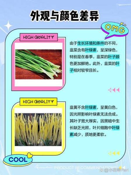 韭黄是韭菜种出来的吗_韭黄和韭菜的区别-第1张图片-山城妙识 韭黄是韭菜种出来的吗_韭黄和韭菜的区别-第1张图片-山城妙识