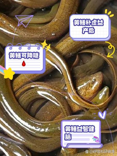 孩子能吃黄鳝吗_黄鳝对孩子的危害有哪些-第2张图片-山城妙识 孩子能吃黄鳝吗_黄鳝对孩子的危害有哪些-第2张图片-山城妙识