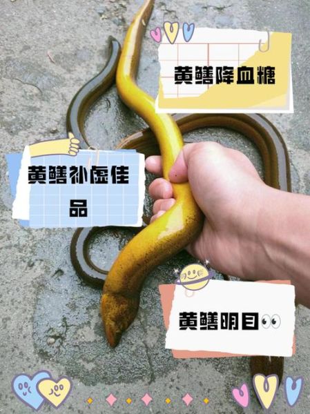 孩子能吃黄鳝吗_黄鳝对孩子的危害有哪些-第1张图片-山城妙识 孩子能吃黄鳝吗_黄鳝对孩子的危害有哪些-第1张图片-山城妙识
