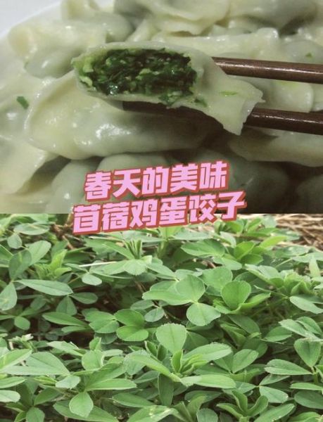 苜蓿鸡蛋饺子怎么做_苜蓿鸡蛋饺子馅怎么调-第1张图片-山城妙识 苜蓿鸡蛋饺子怎么做_苜蓿鸡蛋饺子馅怎么调-第1张图片-山城妙识