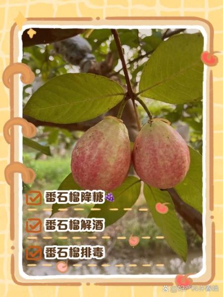 番石榴能降血糖吗_怎么吃降糖效果最好-第3张图片-山城妙识