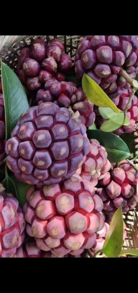 什么水果最奇特_100种奇特水果有哪些-第3张图片-山城妙识 什么水果最奇特_100种奇特水果有哪些-第3张图片-山城妙识