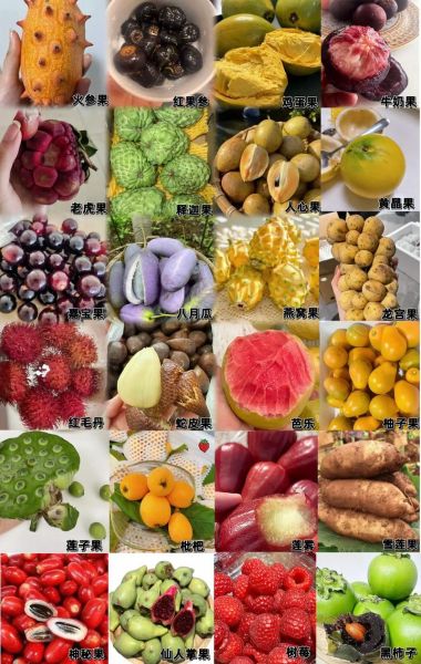 什么水果最奇特_100种奇特水果有哪些-第2张图片-山城妙识 什么水果最奇特_100种奇特水果有哪些-第2张图片-山城妙识