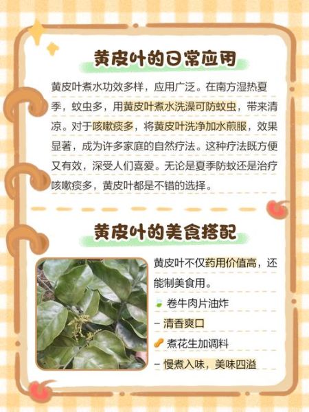 黄皮叶的功效与作用_黄皮叶的禁忌有哪些-第1张图片-山城妙识 黄皮叶的功效与作用_黄皮叶的禁忌有哪些-第1张图片-山城妙识