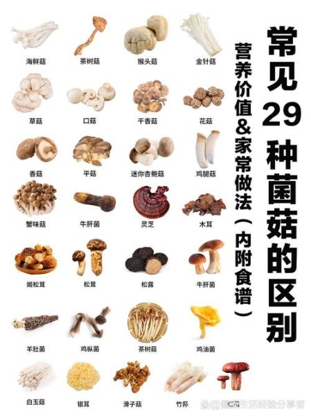 常见食用菌种类有哪些_如何挑选新鲜食用菌-第2张图片-山城妙识 常见食用菌种类有哪些_如何挑选新鲜食用菌-第2张图片-山城妙识