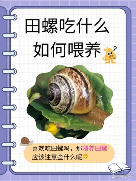 孕妇可以吃田螺吗_怀孕吃田螺注意事项-第3张图片-山城妙识 孕妇可以吃田螺吗_怀孕吃田螺注意事项-第3张图片-山城妙识