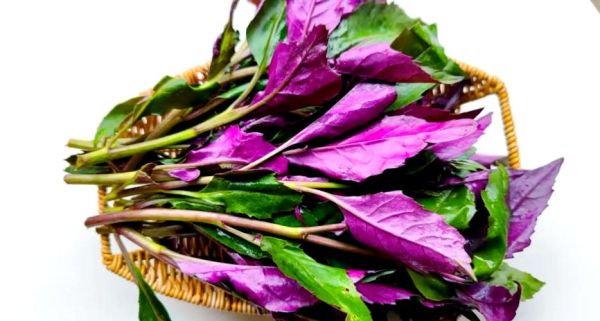 红凤菜怎么炒好吃_红凤菜的做法家常-第1张图片-山城妙识