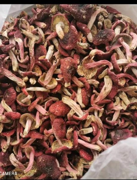 红菌菇怎么做好吃_红菌菇煲汤做法-第2张图片-山城妙识 红菌菇怎么做好吃_红菌菇煲汤做法-第2张图片-山城妙识