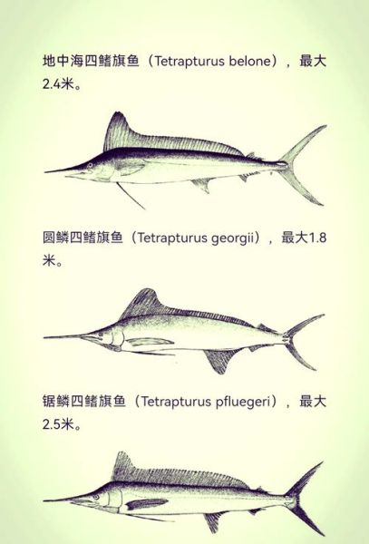 旗鱼多少钱一斤_旗鱼价格为什么波动大-第3张图片-山城妙识