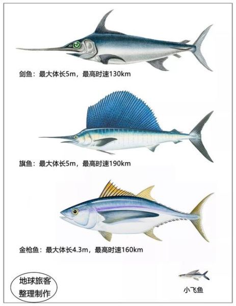 旗鱼多少钱一斤_旗鱼价格为什么波动大-第2张图片-山城妙识