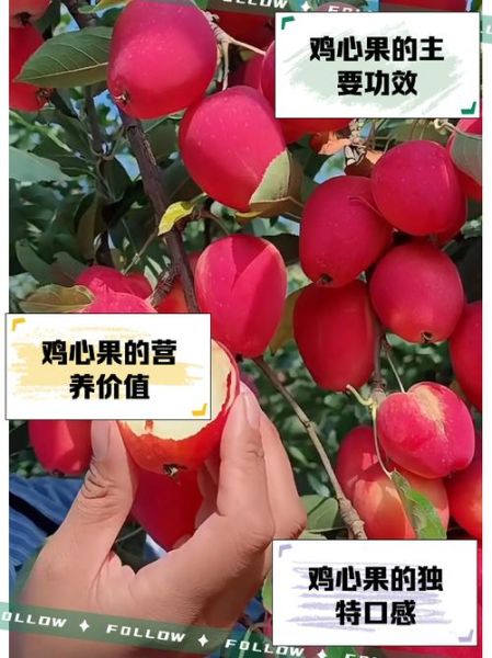 鸡心果怎么挑选_鸡心果的功效与作用-第1张图片-山城妙识