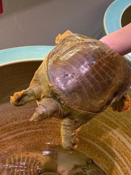 甲鱼图片高清_甲鱼图片大全哪里找-第3张图片-山城妙识 甲鱼图片高清_甲鱼图片大全哪里找-第3张图片-山城妙识