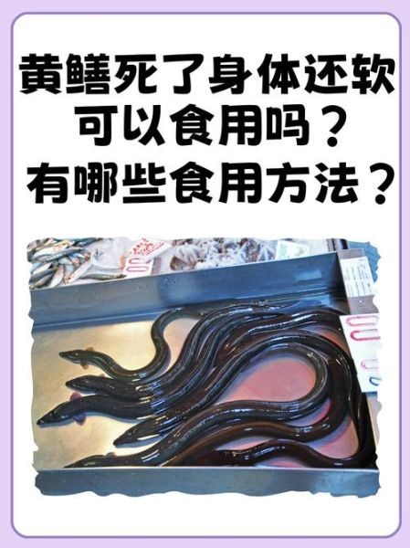 鳝鱼种类图片大全集_如何区分常见鳝鱼品种-第2张图片-山城妙识