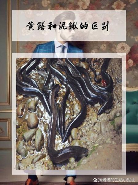 鳝鱼种类图片大全集_如何区分常见鳝鱼品种-第3张图片-山城妙识
