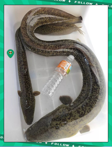 鳝鱼种类图片大全集_如何区分常见鳝鱼品种-第1张图片-山城妙识