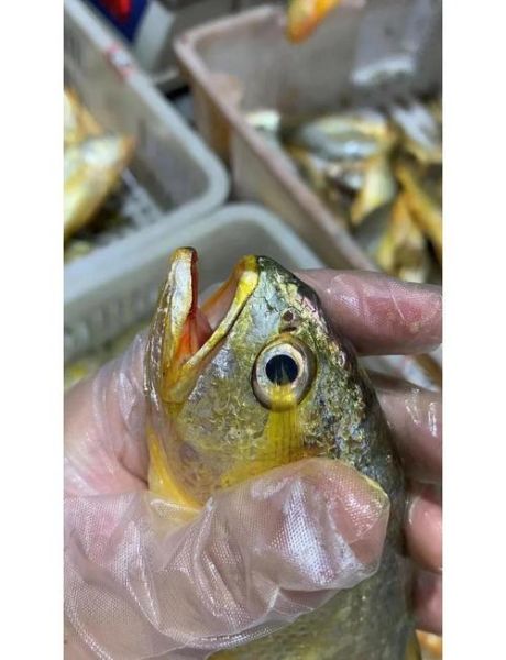 野生小黄鱼多少钱一斤_野生小黄鱼怎么分辨真假-第2张图片-山城妙识 野生小黄鱼多少钱一斤_野生小黄鱼怎么分辨真假-第2张图片-山城妙识