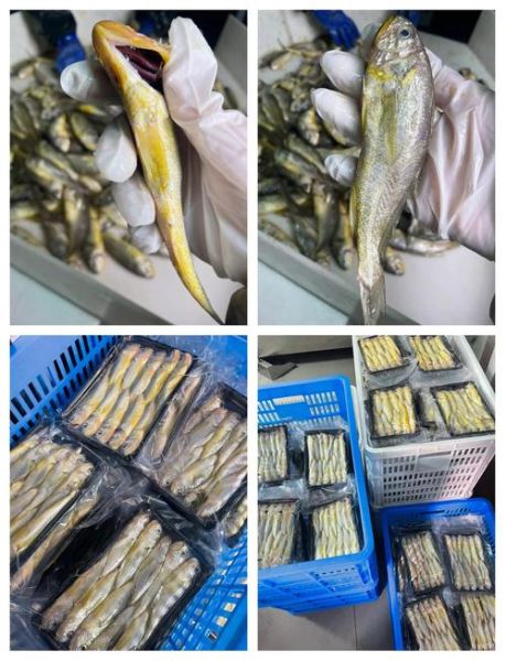 野生小黄鱼多少钱一斤_野生小黄鱼怎么分辨真假-第1张图片-山城妙识 野生小黄鱼多少钱一斤_野生小黄鱼怎么分辨真假-第1张图片-山城妙识