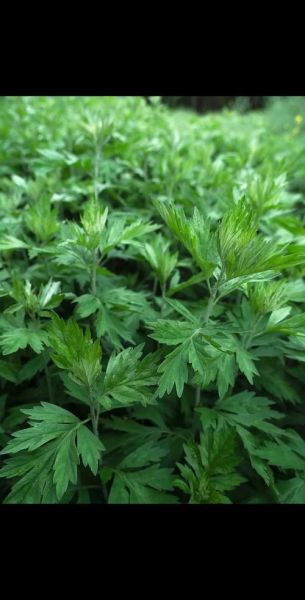 熏艾草真的会致癌吗_如何安全使用艾草-第1张图片-山城妙识 熏艾草真的会致癌吗_如何安全使用艾草-第1张图片-山城妙识