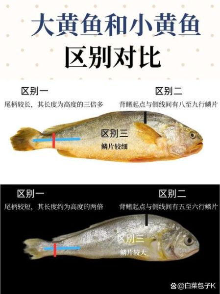 野生小黄鱼多少钱一斤_野生小黄鱼怎么分辨真假-第3张图片-山城妙识 野生小黄鱼多少钱一斤_野生小黄鱼怎么分辨真假-第3张图片-山城妙识