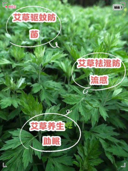 熏艾草真的会致癌吗_如何安全使用艾草-第2张图片-山城妙识 熏艾草真的会致癌吗_如何安全使用艾草-第2张图片-山城妙识