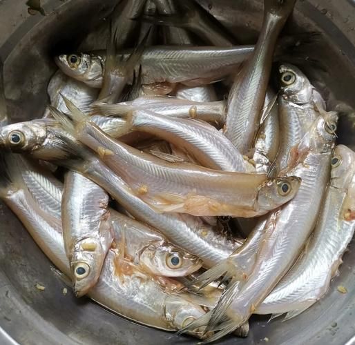 炸小鱼怎么腌制_炸小鱼腌制多久才入味-第3张图片-山城妙识